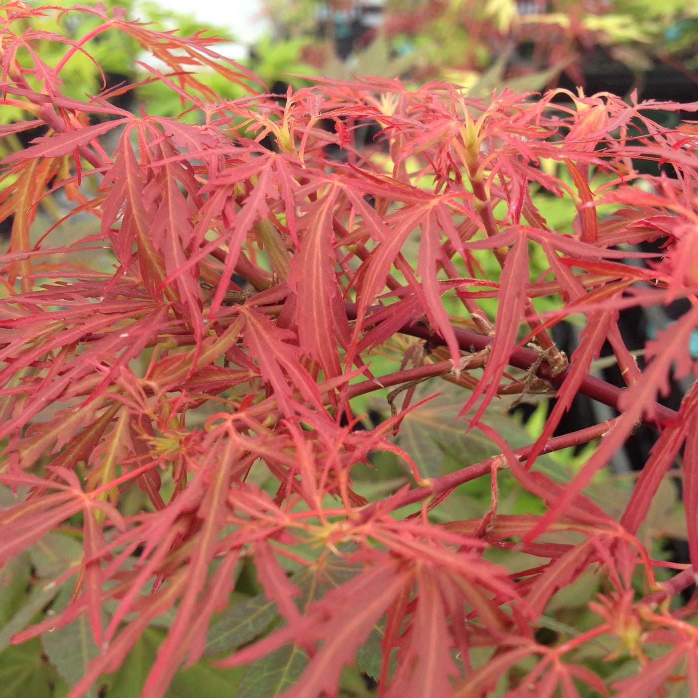 Buy Acer palmatum 'Scarlet Princess' Miniature Japanese Maple — Mr ...