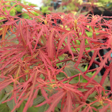 Buy Acer palmatum 'Scarlet Princess' Miniature Japanese Maple — Mr ...