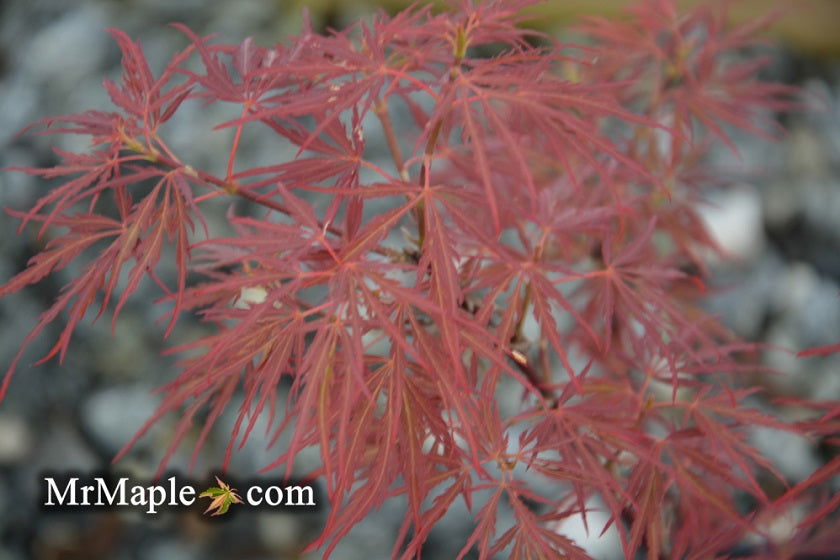 Buy Acer palmatum 'Scarlet Princess' Miniature Japanese Maple — Mr ...
