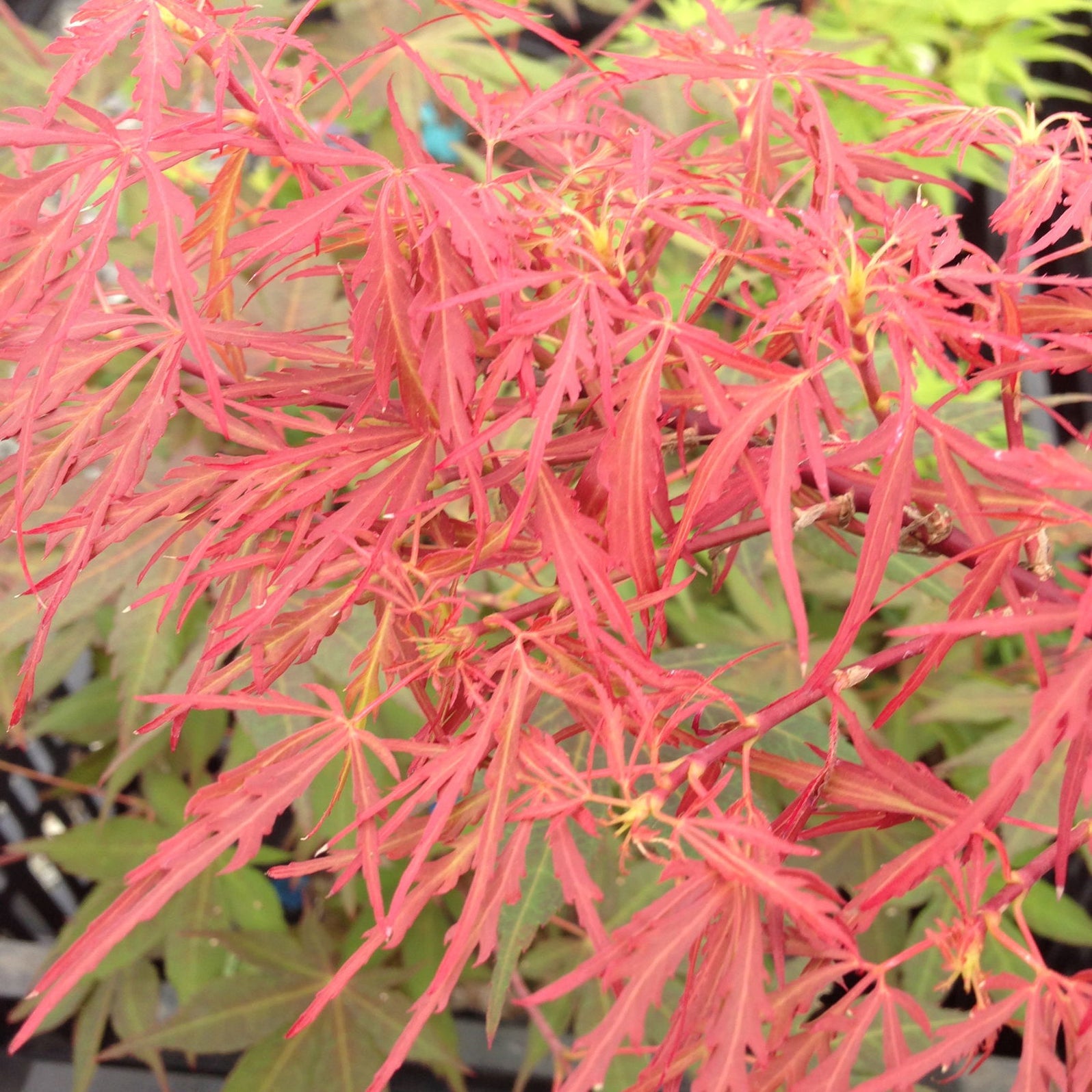 Buy Acer palmatum 'Scarlet Princess' Miniature Japanese Maple — Mr ...