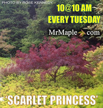 Buy Acer palmatum 'Scarlet Princess' Miniature Japanese Maple — Mr ...