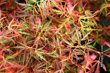 Buy Acer palmatum 'Scarlet Princess' Miniature Japanese Maple — Mr ...