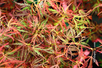 Buy Acer palmatum 'Scarlet Princess' Miniature Japanese Maple — Mr ...