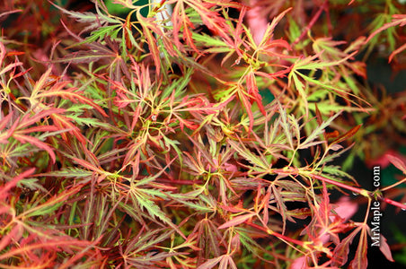 Buy Acer palmatum 'Scarlet Princess' Miniature Japanese Maple — Mr ...