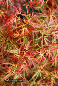 Buy Acer palmatum 'Scarlet Princess' Miniature Japanese Maple — Mr ...