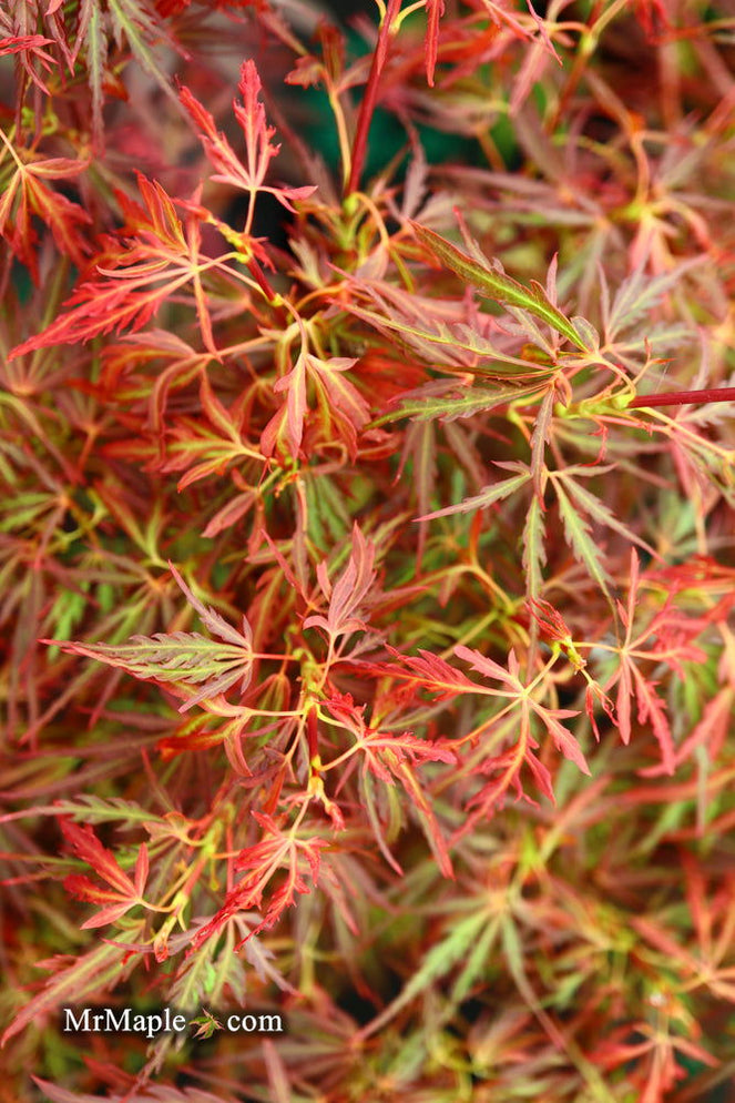 Buy Acer palmatum 'Scarlet Princess' Miniature Japanese Maple — Mr ...