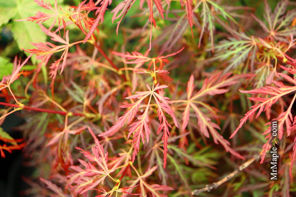 Buy Acer palmatum 'Scarlet Princess' Miniature Japanese Maple — Mr ...