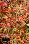 Buy Acer palmatum 'Scarlet Princess' Miniature Japanese Maple — Mr ...