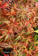 Buy Acer palmatum 'Scarlet Princess' Miniature Japanese Maple — Mr ...