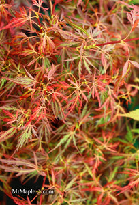 Buy Acer palmatum 'Scarlet Princess' Miniature Japanese Maple — Mr ...