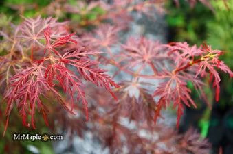Buy Acer palmatum 'Scarlet Princess' Miniature Japanese Maple — Mr ...