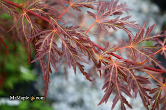 Buy Acer palmatum 'Scarlet Princess' Miniature Japanese Maple — Mr ...