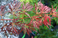Buy Acer palmatum 'Scarlet Princess' Miniature Japanese Maple — Mr ...