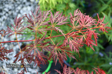 Buy Acer palmatum 'Scarlet Princess' Miniature Japanese Maple — Mr ...