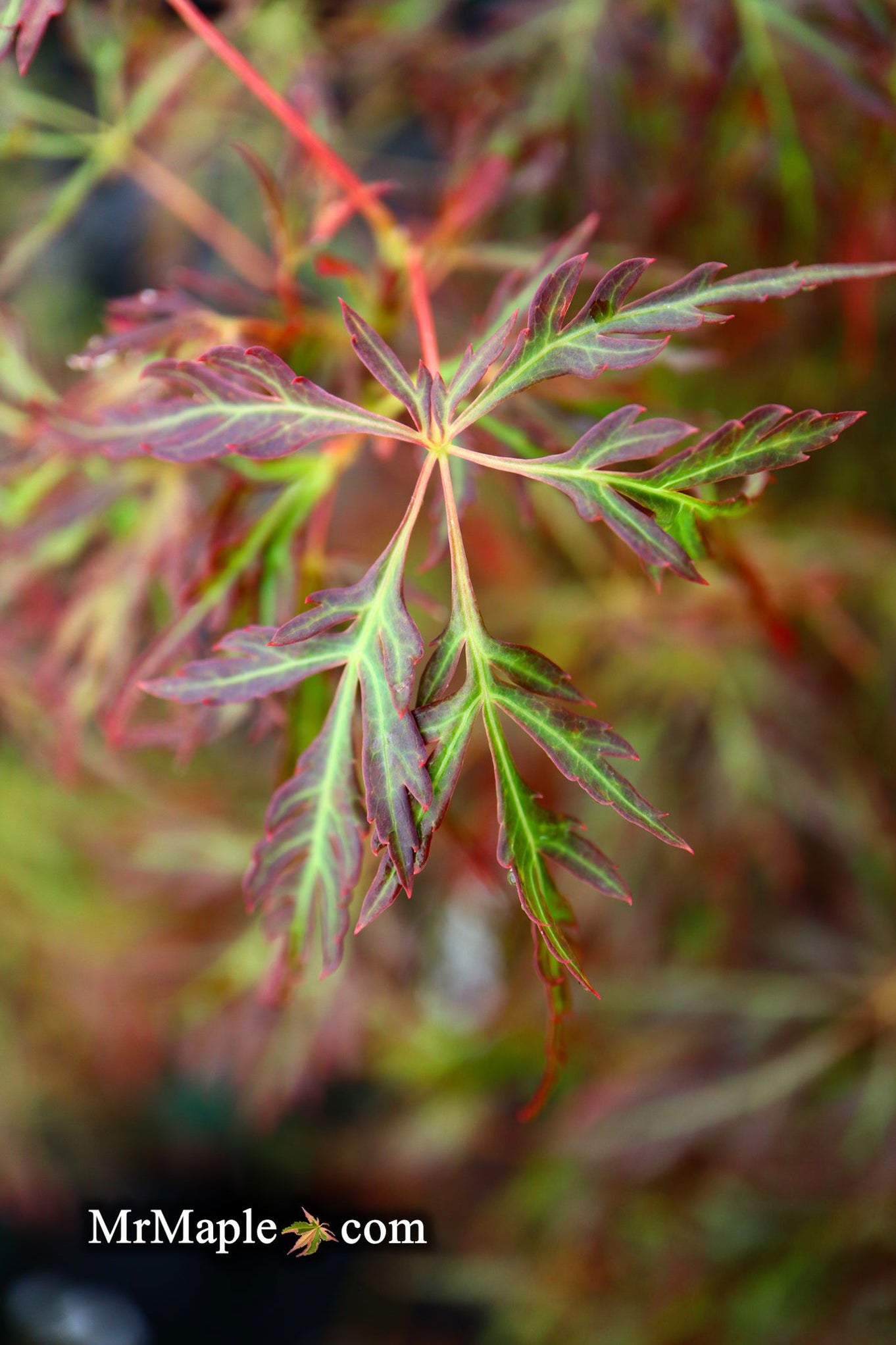 Buy Acer palmatum 'Scarlet Princess' Miniature Japanese Maple — Mr ...