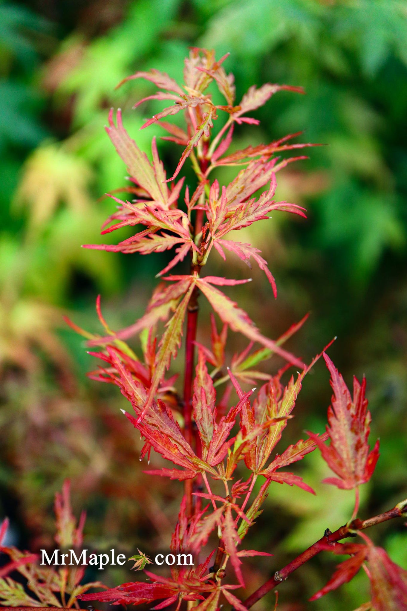 Buy Acer palmatum 'Scarlet Princess' Miniature Japanese Maple — Mr ...