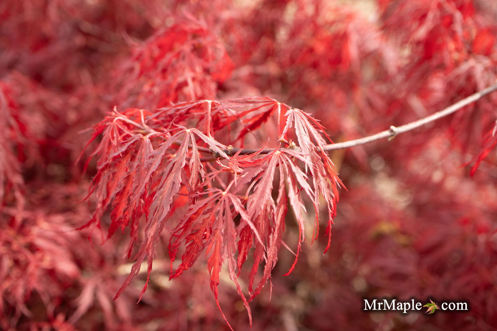Buy Acer palmatum 'Scarlet Princess' Miniature Japanese Maple — Mr ...