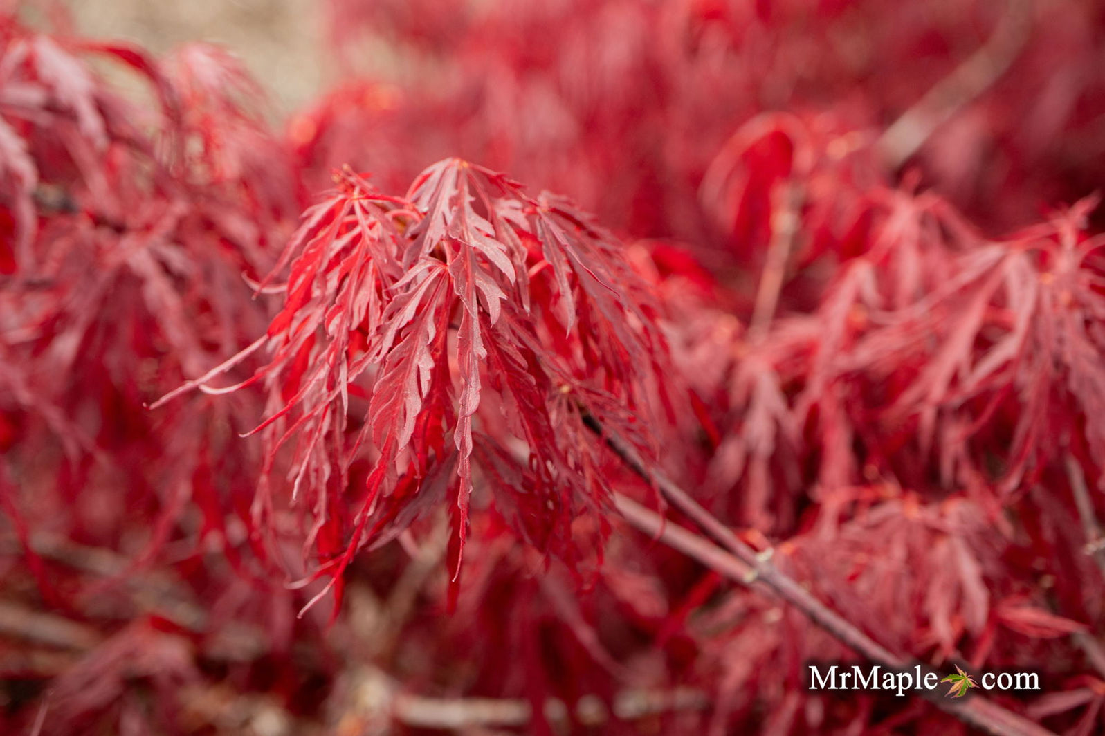 Buy Acer palmatum 'Scarlet Princess' Miniature Japanese Maple — Mr ...
