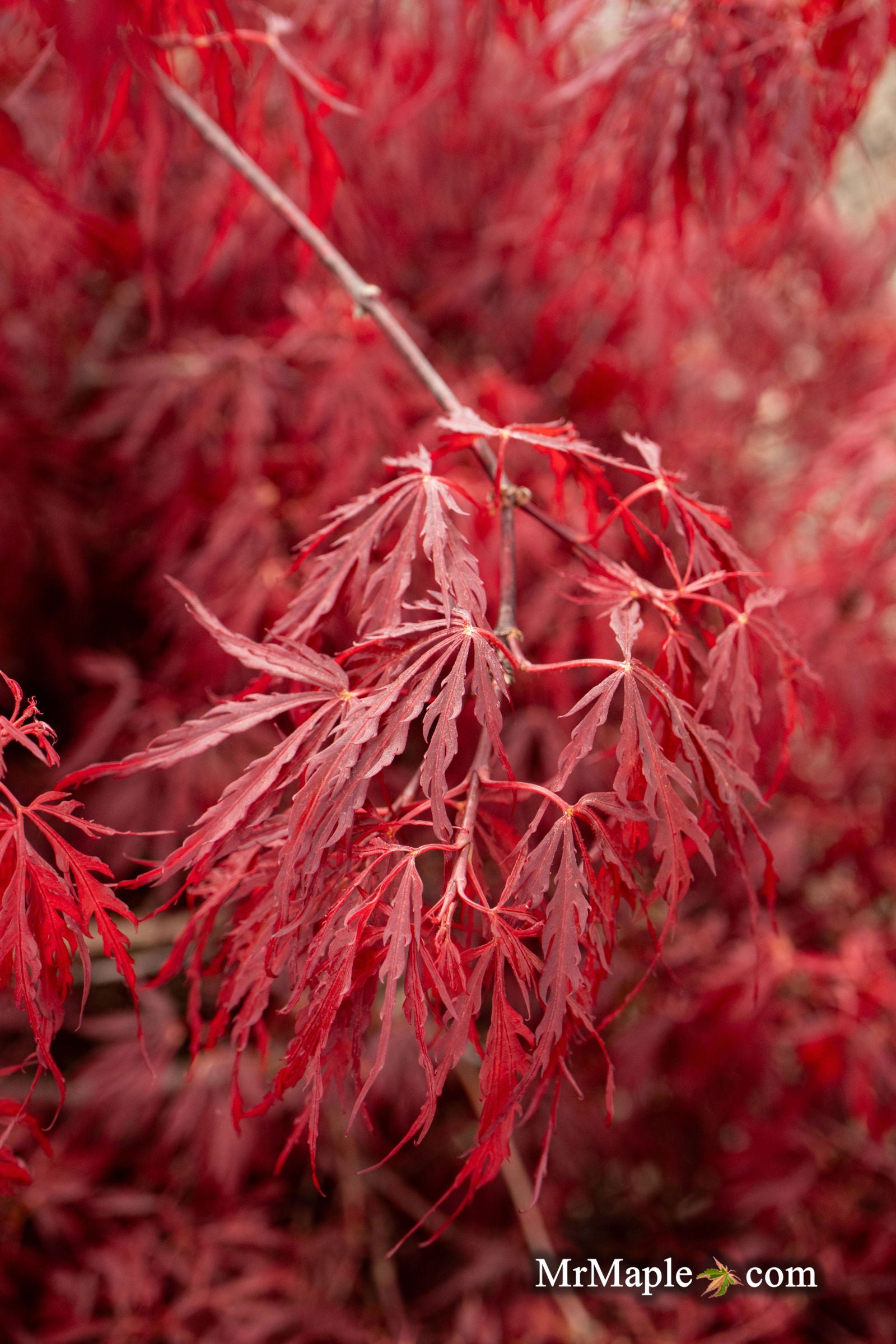 Buy Acer palmatum 'Scarlet Princess' Miniature Japanese Maple — Mr ...