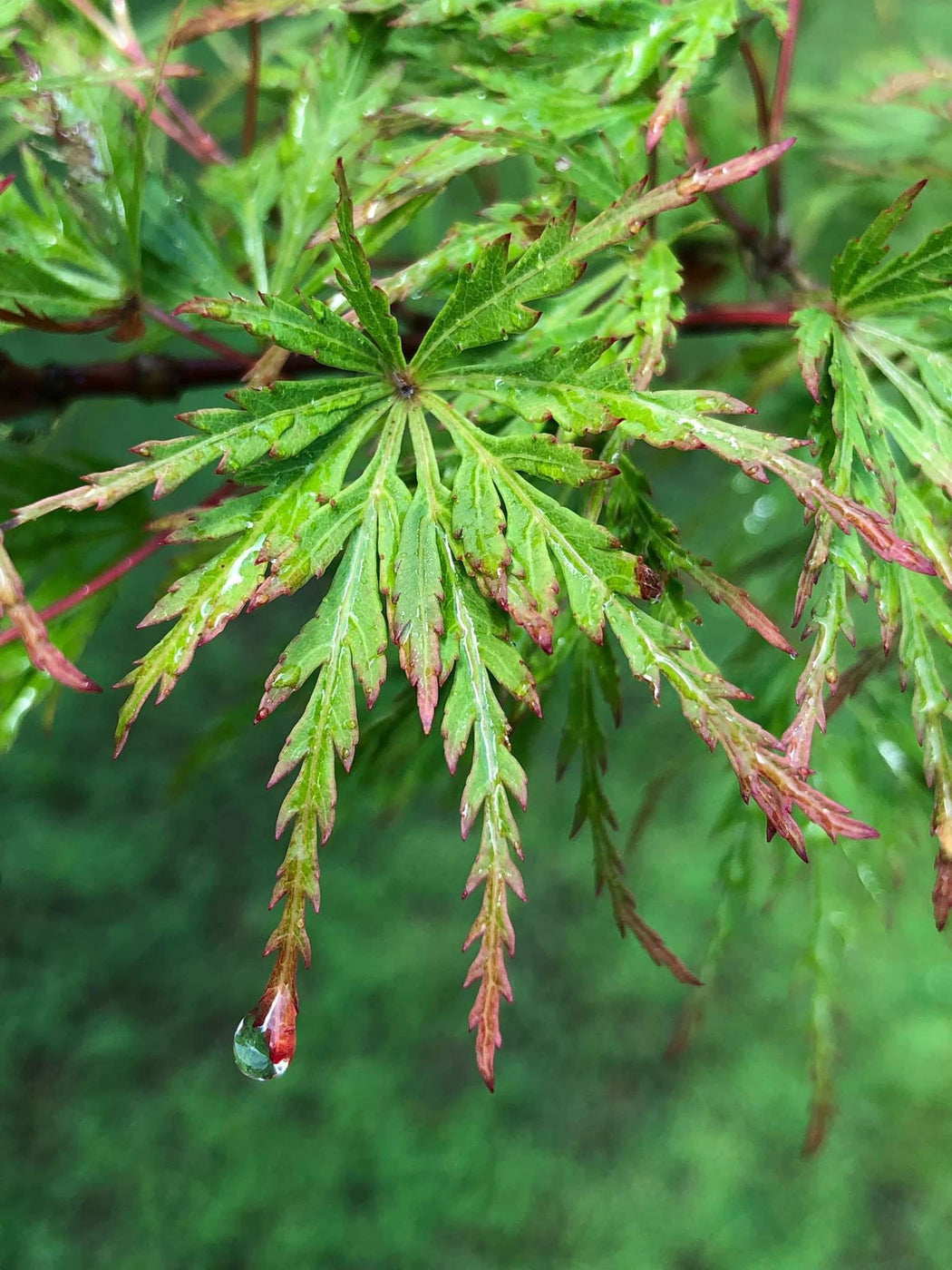 Buy Acer palmatum dissectum 'Seiryu' Japanese Maple — Mr Maple │ Buy ...