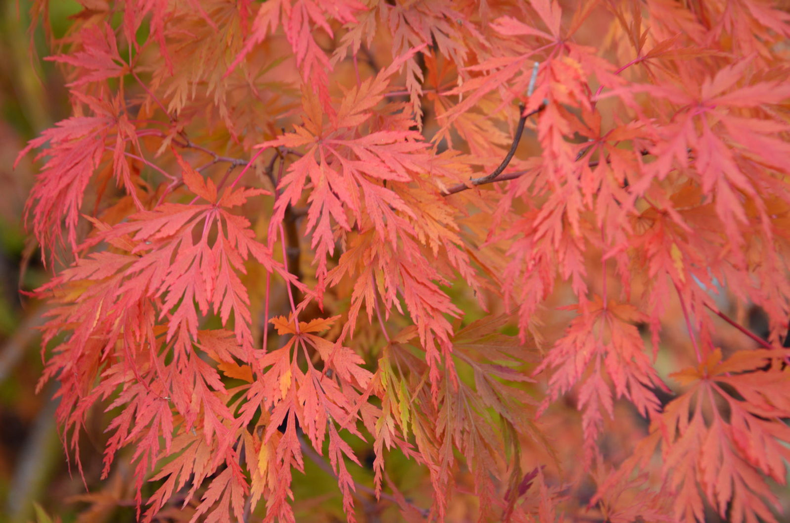 Buy Acer palmatum dissectum 'Seiryu' Japanese Maple — Mr Maple │ Buy ...