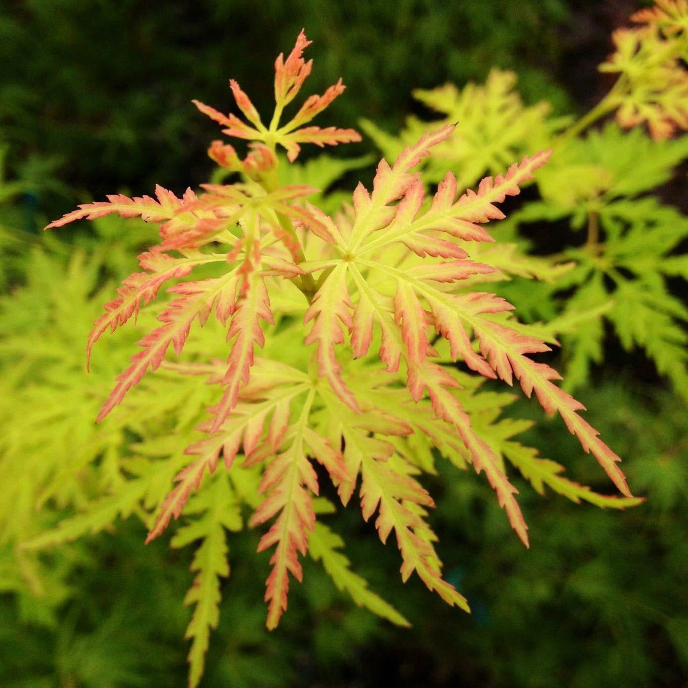 Buy Laceleaf Japanese Maples — Mr Maple │ Buy Japanese Maple Trees