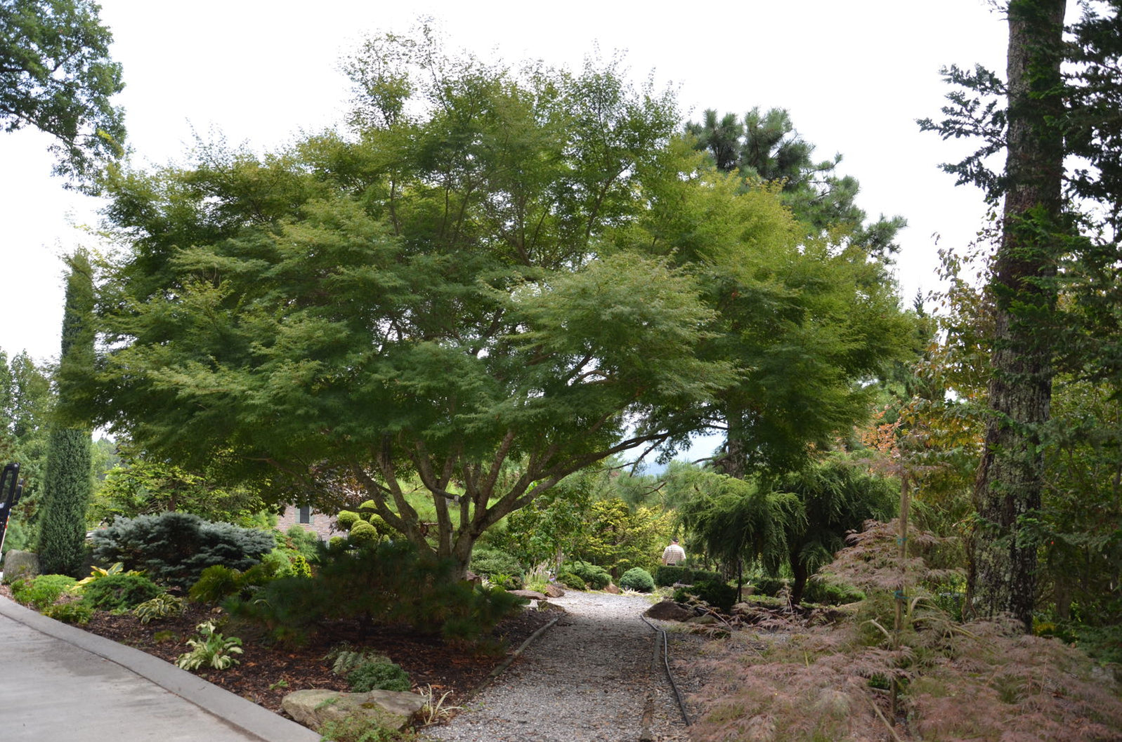 Buy Acer palmatum dissectum 'Seiryu' Japanese Maple — Mr Maple │ Buy ...