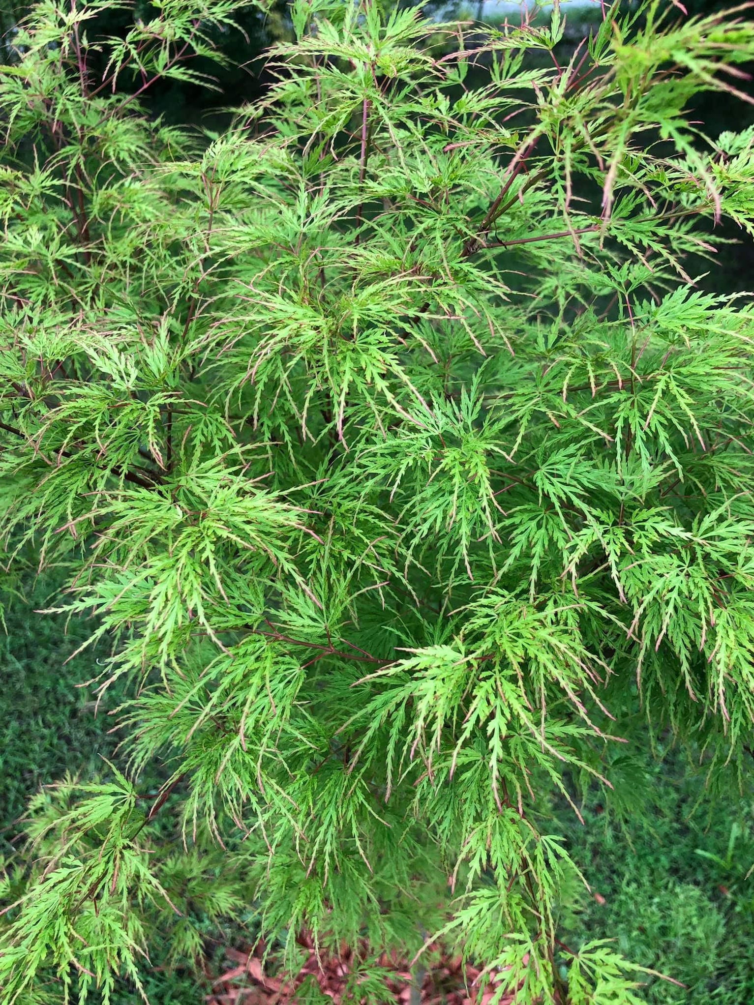 Buy Acer palmatum dissectum 'Seiryu' Japanese Maple — Mr Maple │ Buy ...