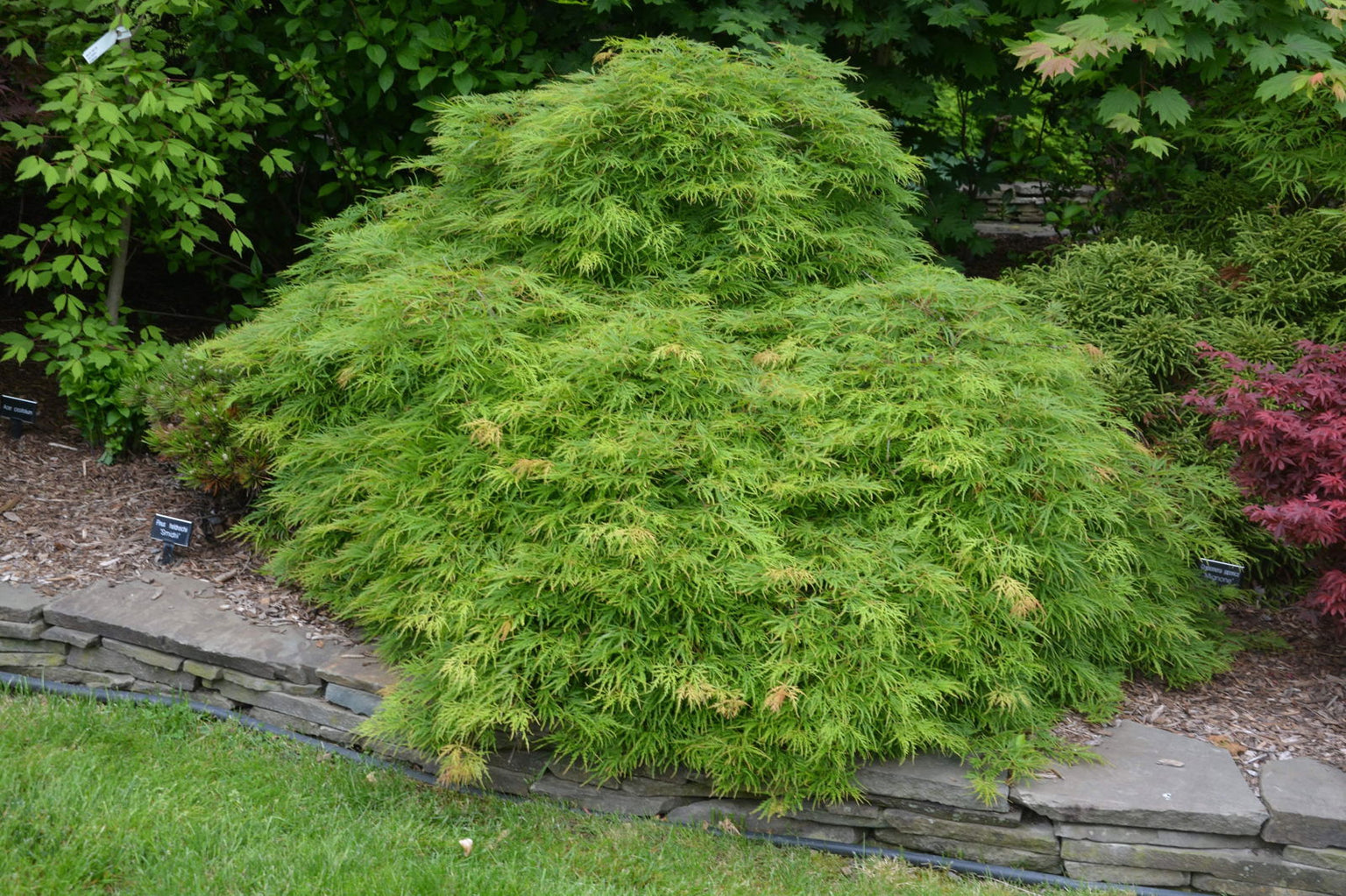 Buy Weeping Japanese Maples — Mr Maple │ Buy Japanese Maple Trees