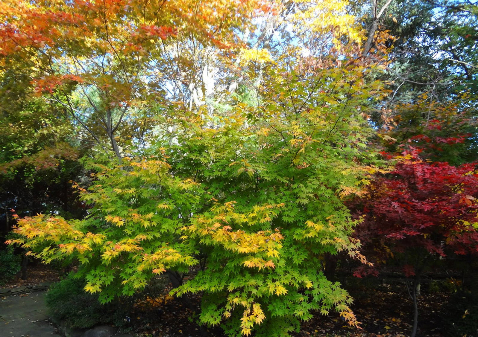 Buy Acer palmatum 'Shadow Selection' Japanese Maple — Mr Maple │ Buy ...