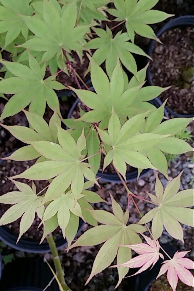 Buy Acer palmatum 'Shadow Selection' Japanese Maple — Mr Maple │ Buy ...