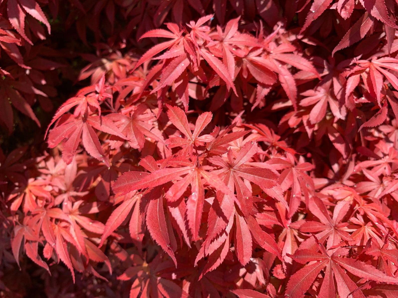 Buy Acer palmatum 'Shaina' Dwarf Red Japanese Maple Tree — Mr Maple ...