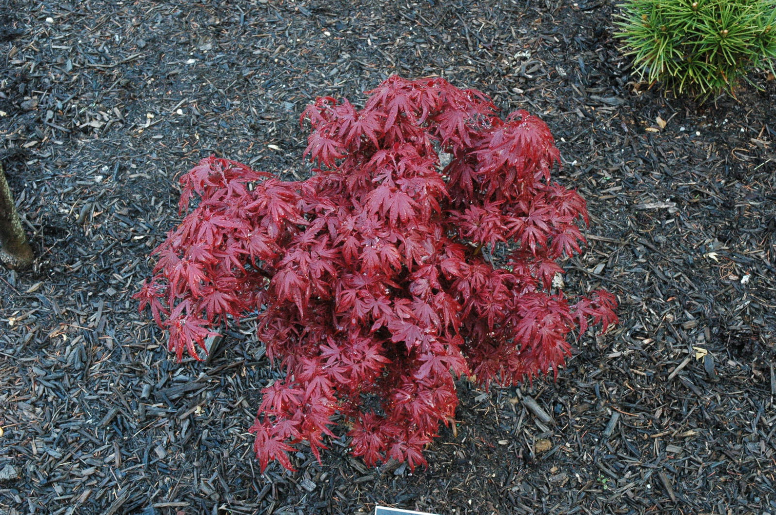 Buy Acer palmatum 'Shaina' Dwarf Red Japanese Maple Tree — Mr Maple ...