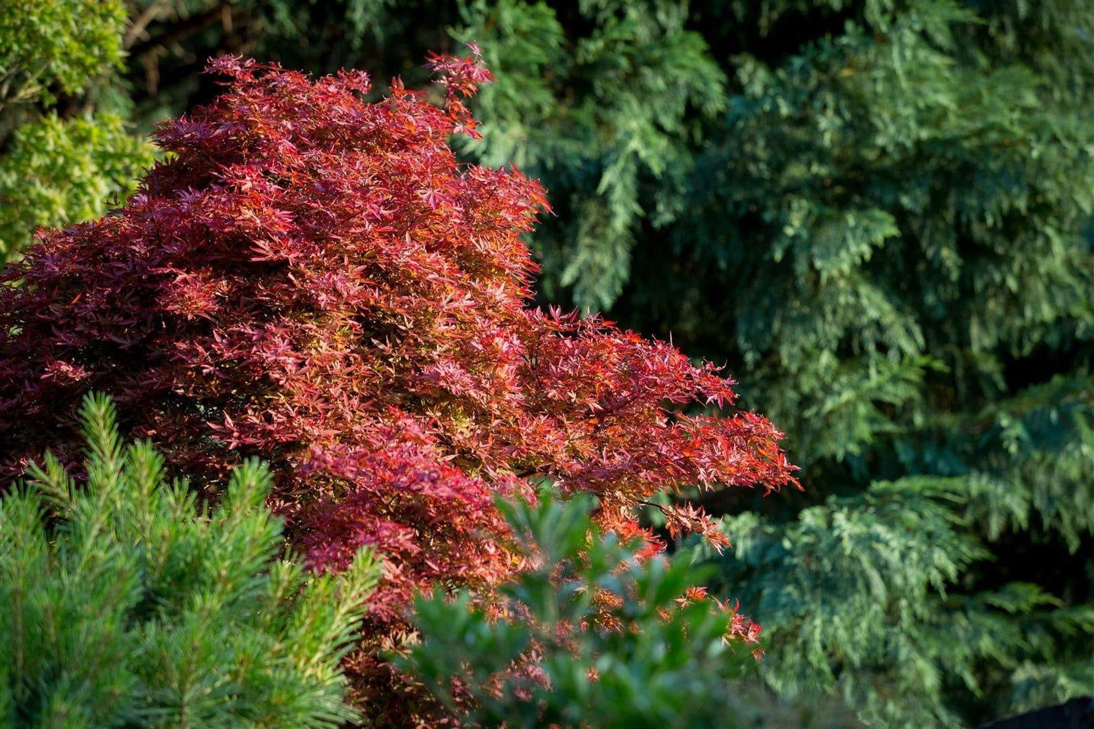Buy Acer palmatum 'Shaina' Dwarf Red Japanese Maple Tree — Mr Maple ...