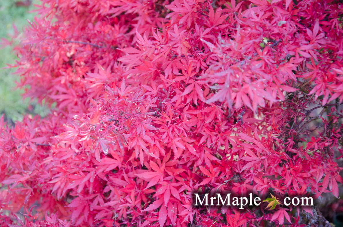Buy Acer palmatum 'Shaina' Dwarf Red Japanese Maple Tree — Mr Maple ...