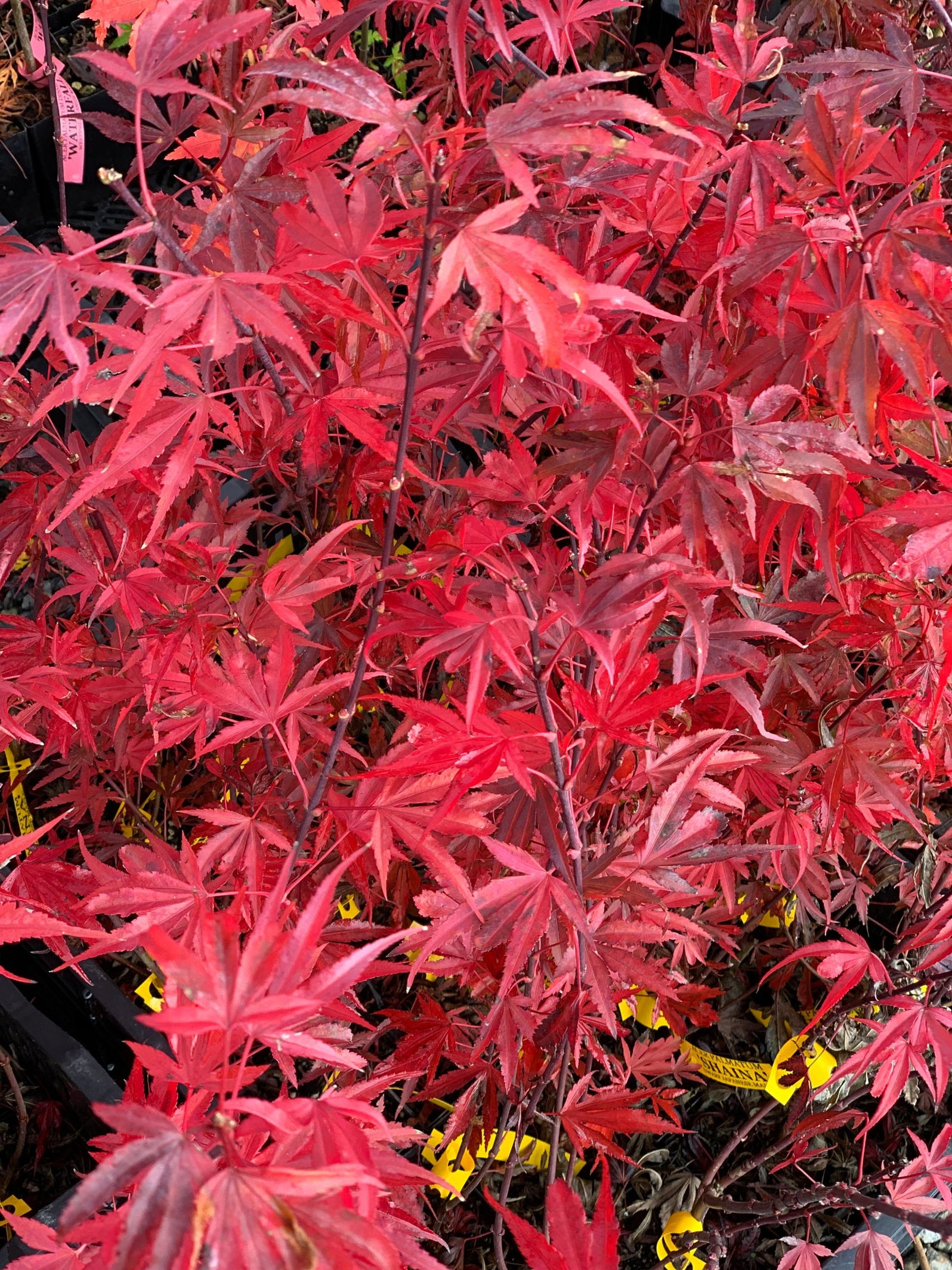 Buy Acer palmatum 'Shaina' Dwarf Red Japanese Maple Tree — Mr Maple ...