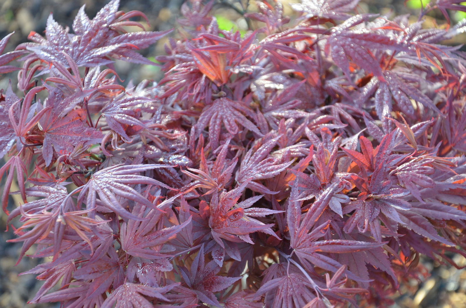 Buy Acer palmatum 'Shaina' Dwarf Red Japanese Maple Tree — Mr Maple ...