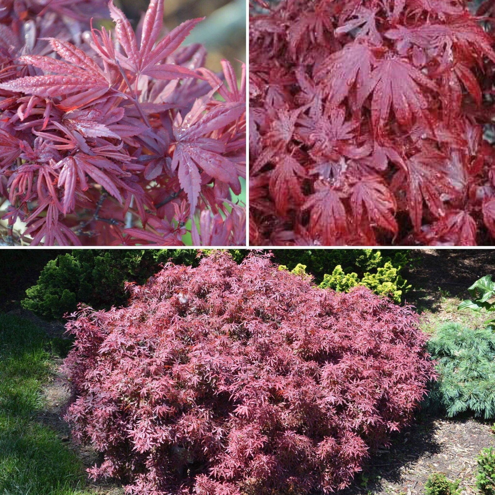 Buy Acer palmatum 'Shaina' Dwarf Red Japanese Maple Tree — Mr Maple ...