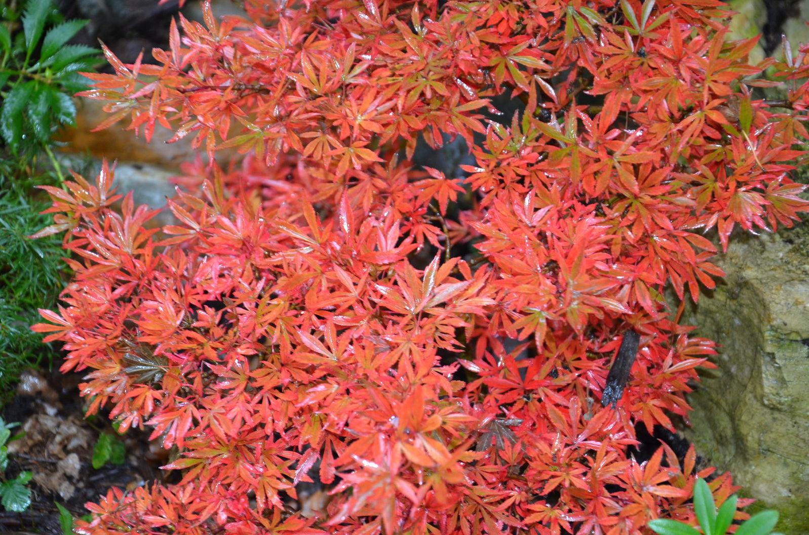 Buy Acer palmatum 'Shaina' Dwarf Red Japanese Maple Tree — Mr Maple ...