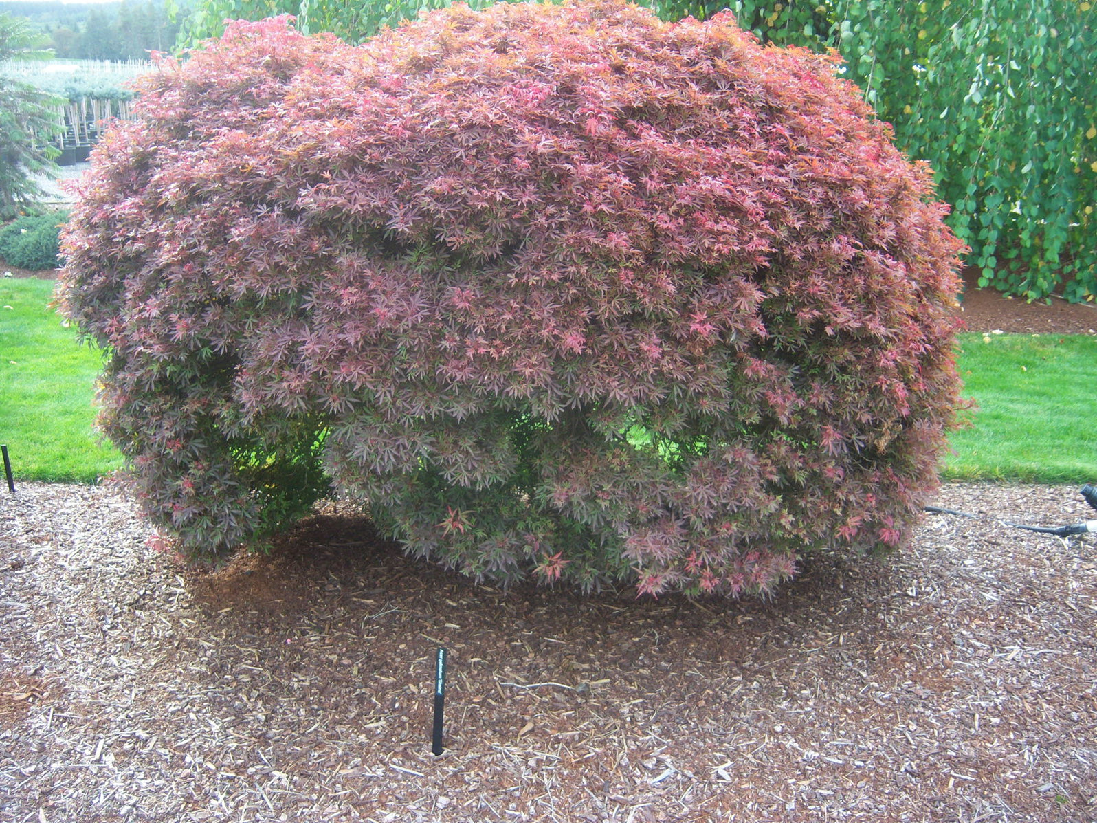 Buy Acer palmatum 'Shaina' Dwarf Red Japanese Maple Tree — Mr Maple ...