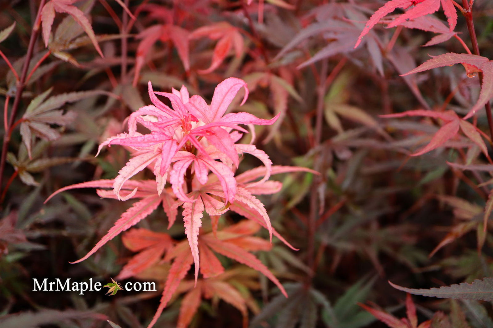 Buy Acer palmatum 'Shaina' Dwarf Red Japanese Maple Tree — Mr Maple ...