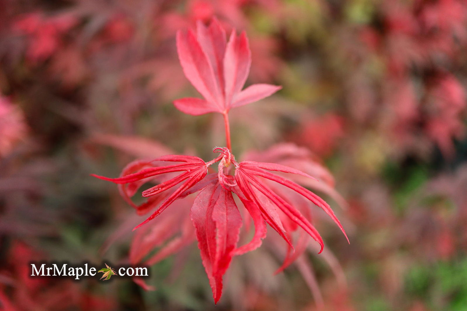 Buy Acer palmatum 'Shaina' Dwarf Red Japanese Maple Tree — Mr Maple ...