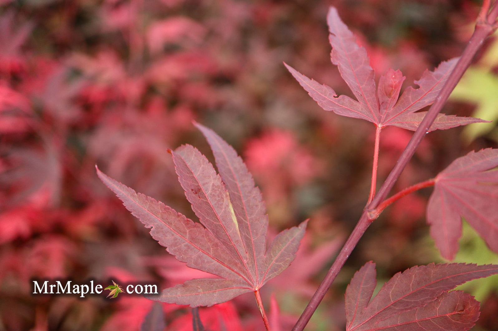 Buy Acer palmatum 'Shaina' Dwarf Red Japanese Maple Tree — Mr Maple ...