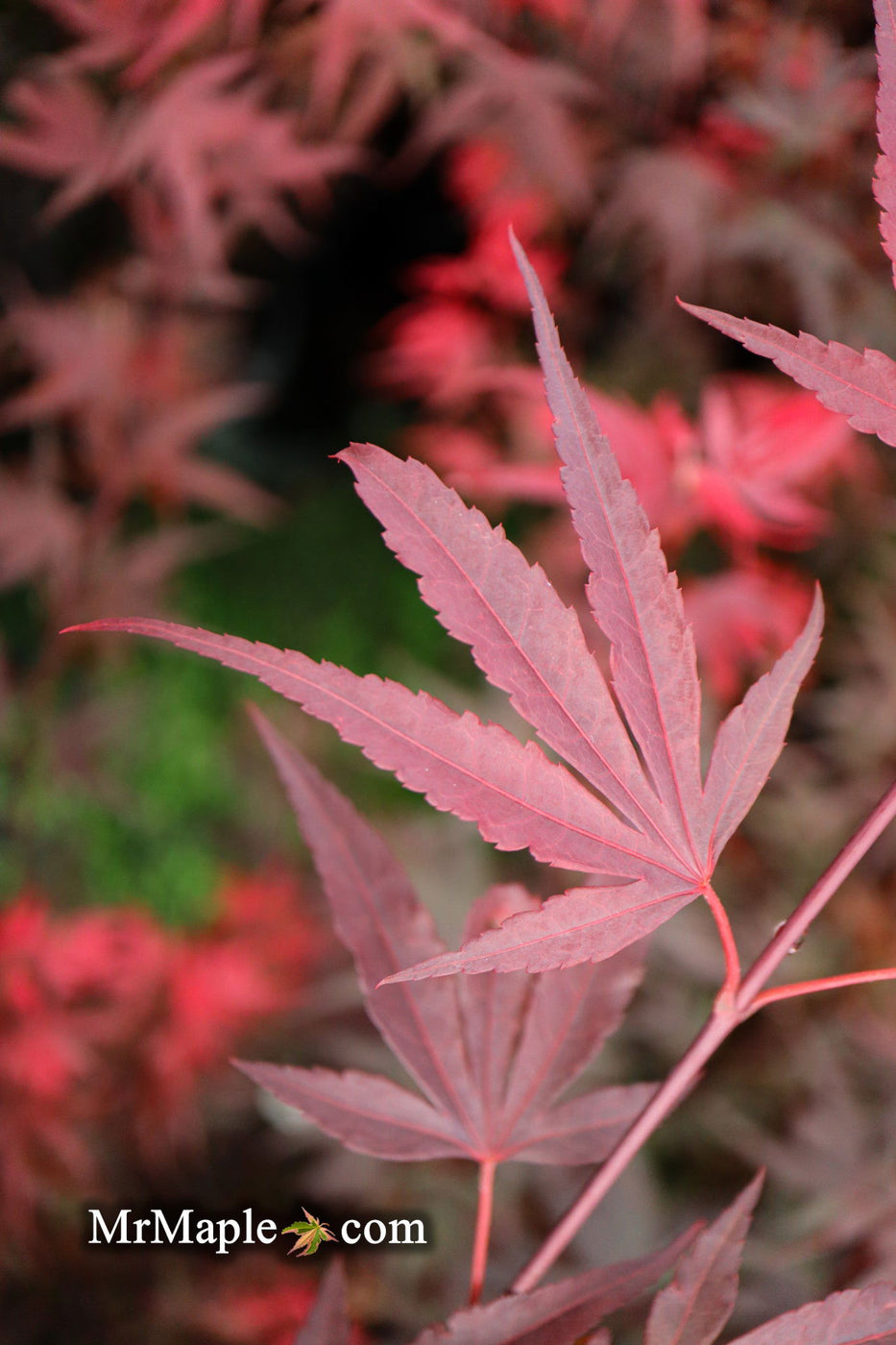 Buy Acer palmatum 'Shaina' Dwarf Red Japanese Maple Tree — Mr Maple ...