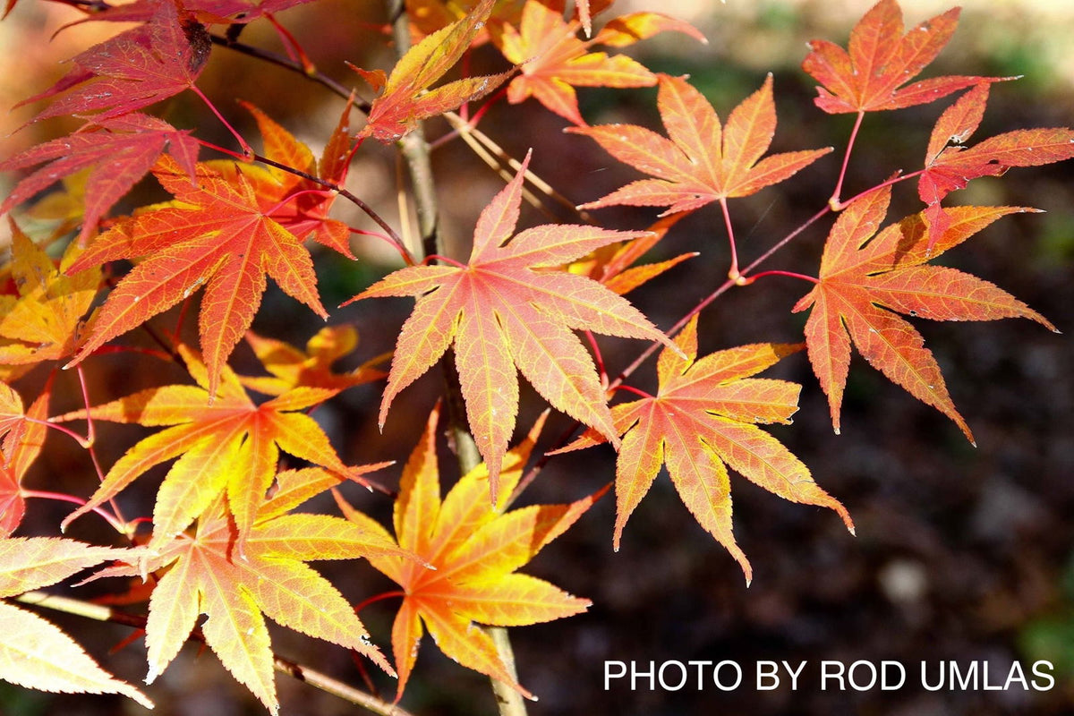 Buy Acer palmatum 'Sharon' Japanese Maple — Mr Maple │ Buy Japanese ...