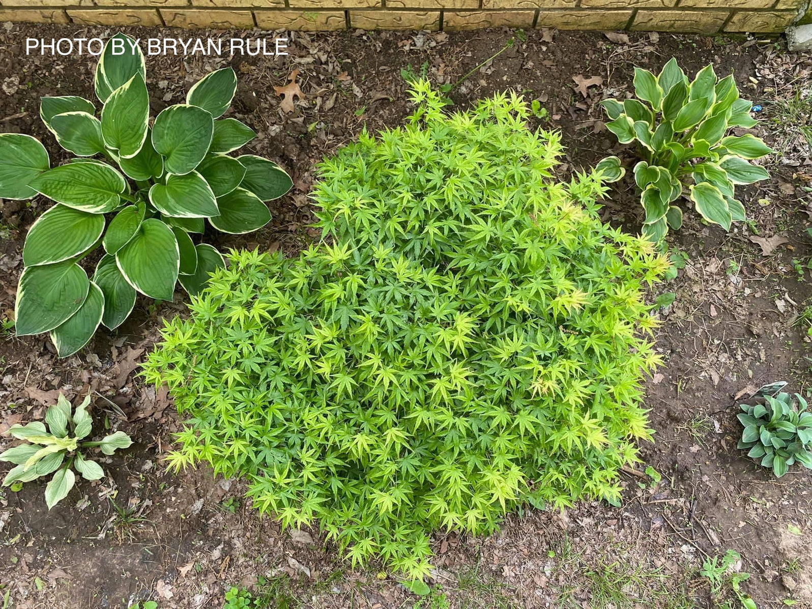Buy Acer palmatum 'Sharp's Pygmy' Dwarf Japanese Maple — Mr Maple │ Buy ...