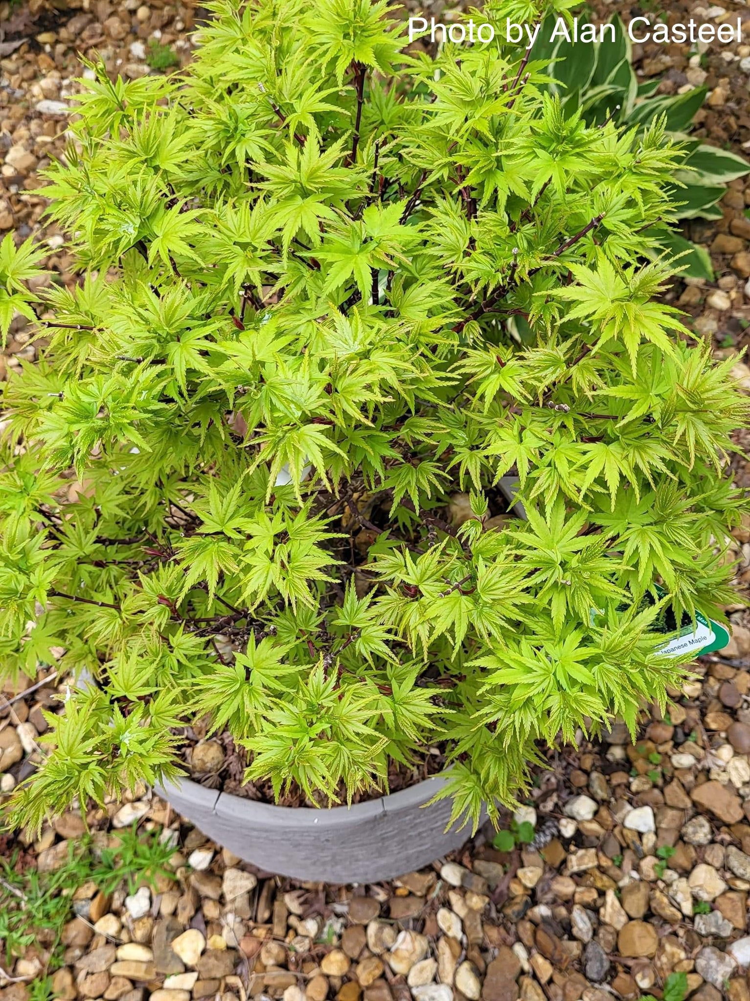 Buy Acer palmatum 'Sharp's Pygmy' Dwarf Japanese Maple — Mr Maple │ Buy ...