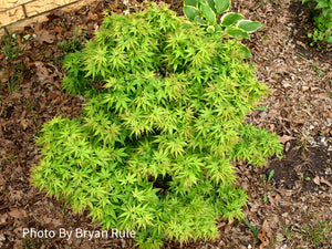 Buy Acer palmatum 'Sharp's Pygmy' Dwarf Japanese Maple — Mr Maple │ Buy ...