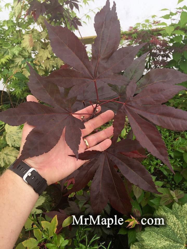 Buy Acer palmatum 'Shazam' Large Leaf Japanese Maple — Mr Maple │ Buy ...