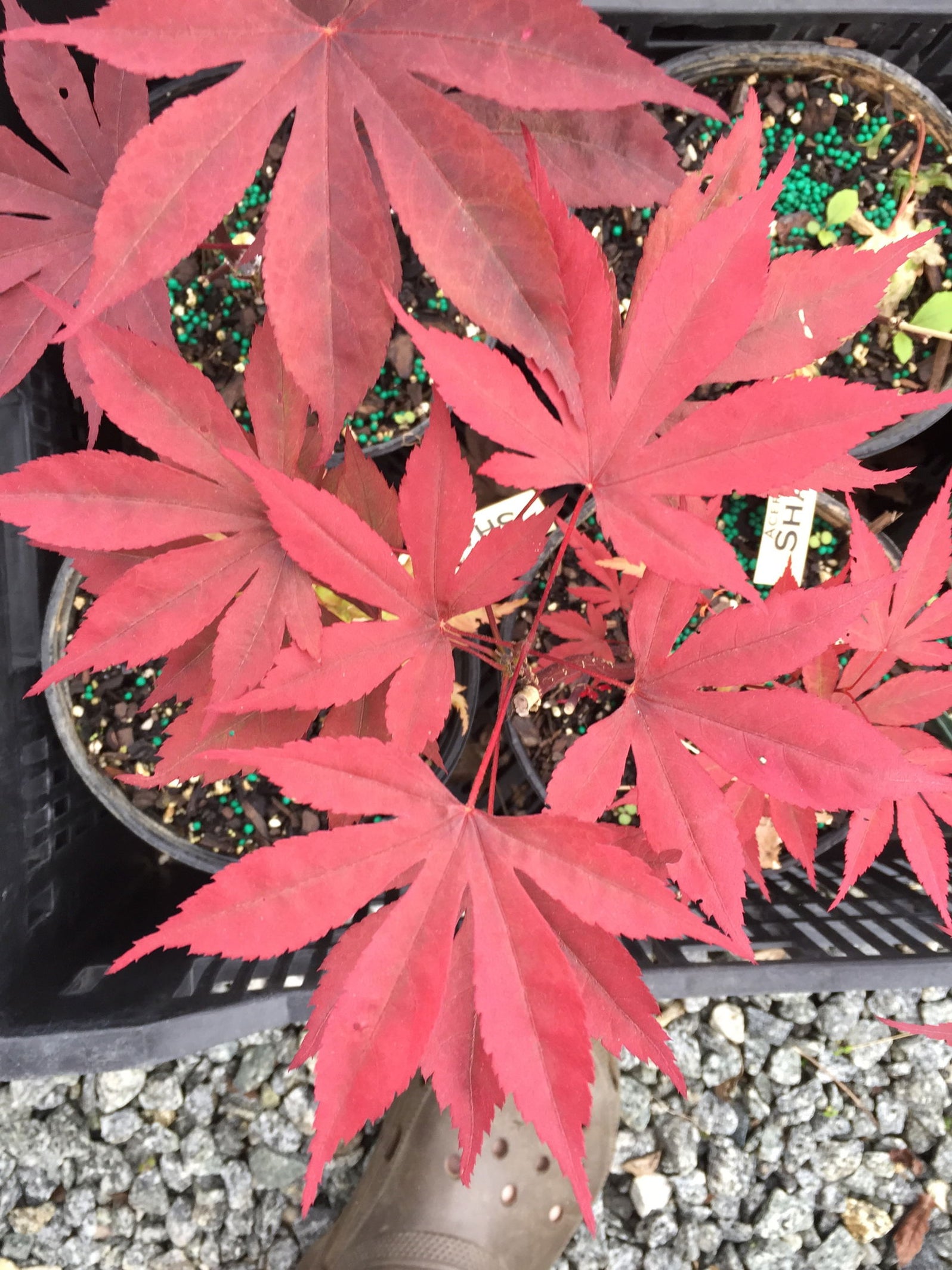 Buy Acer palmatum 'Shazam' Large Leaf Japanese Maple — Mr Maple │ Buy ...
